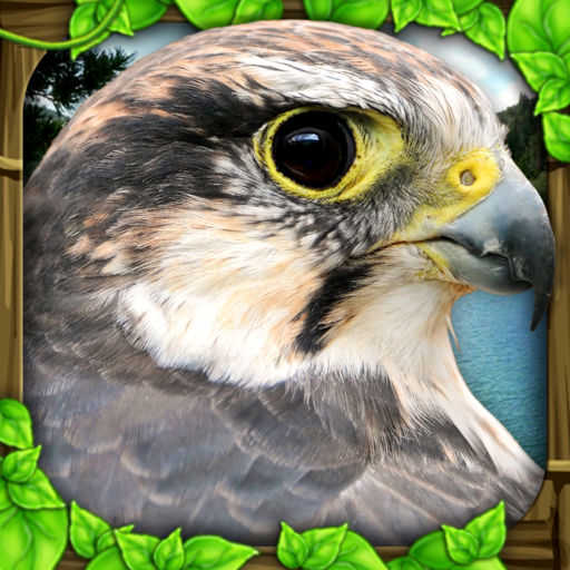 Buy Falcon Simulator (2015) key for the best price 🏷️ | GameScribe