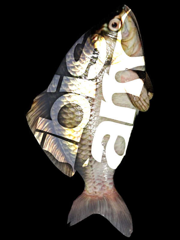 Buy cheap Ibis AM Key 🏷️ Best Price